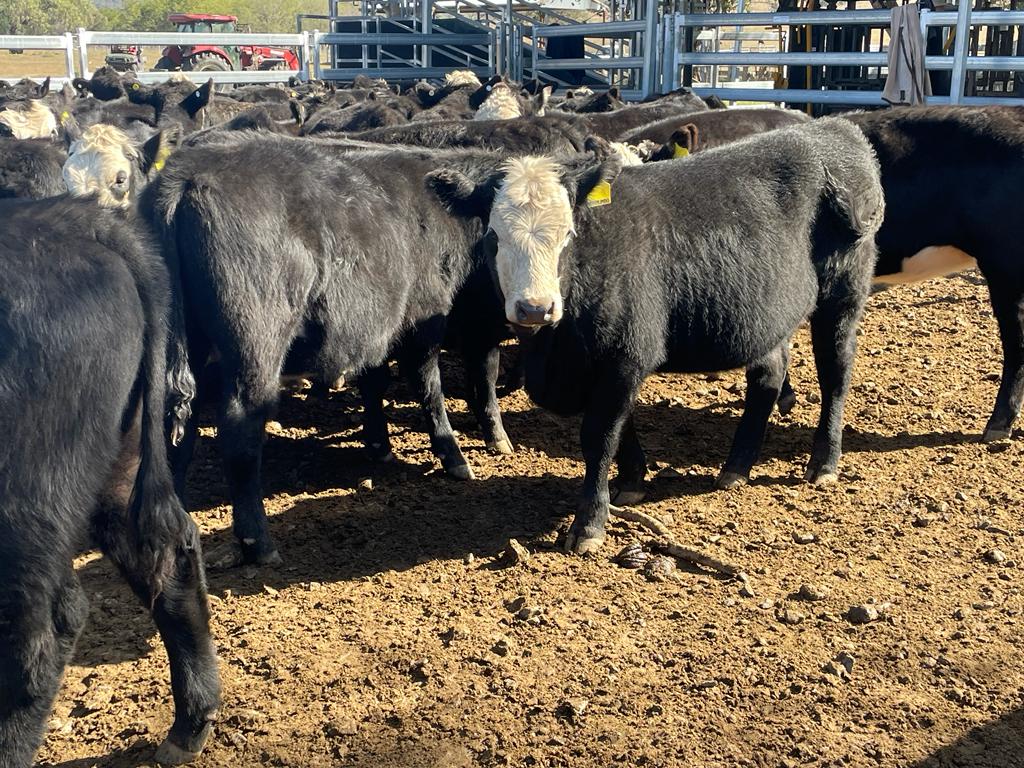 The Herd Online | TRLX TAMWORTH STORE CATTLE SALE