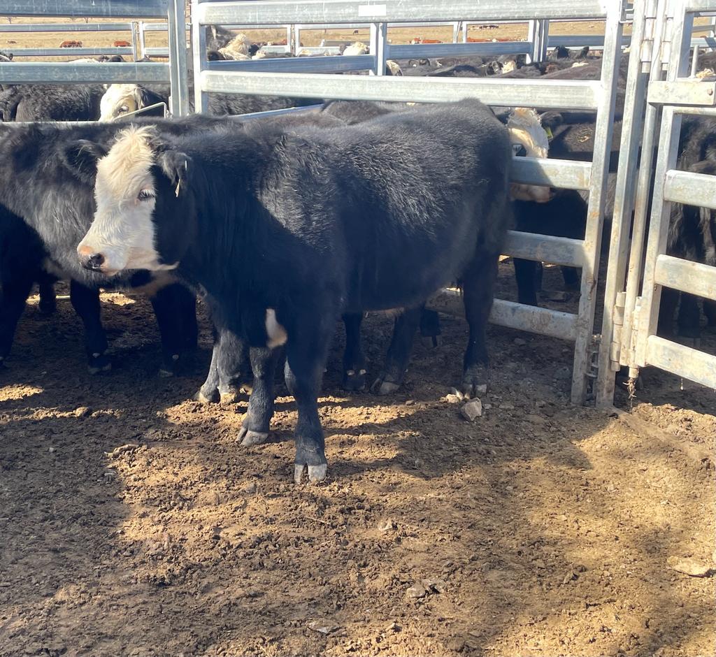 The Herd Online | TRLX TAMWORTH STORE CATTLE SALE