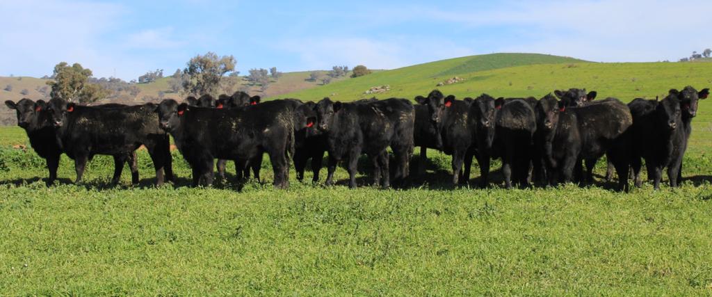 The Herd Online | ELDERS GUNDAGAI 82nd ANNUAL WEANER CATTLE SALE