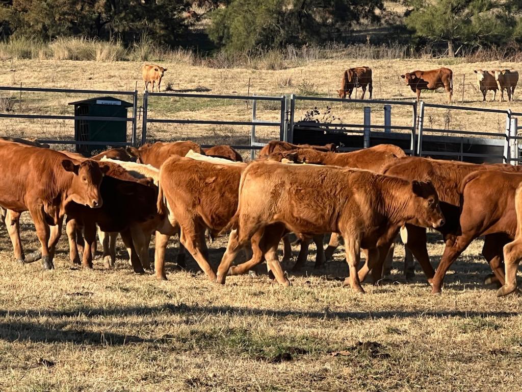 The Herd Online | TRLX TAMWORTH STORE CATTLE SALE
