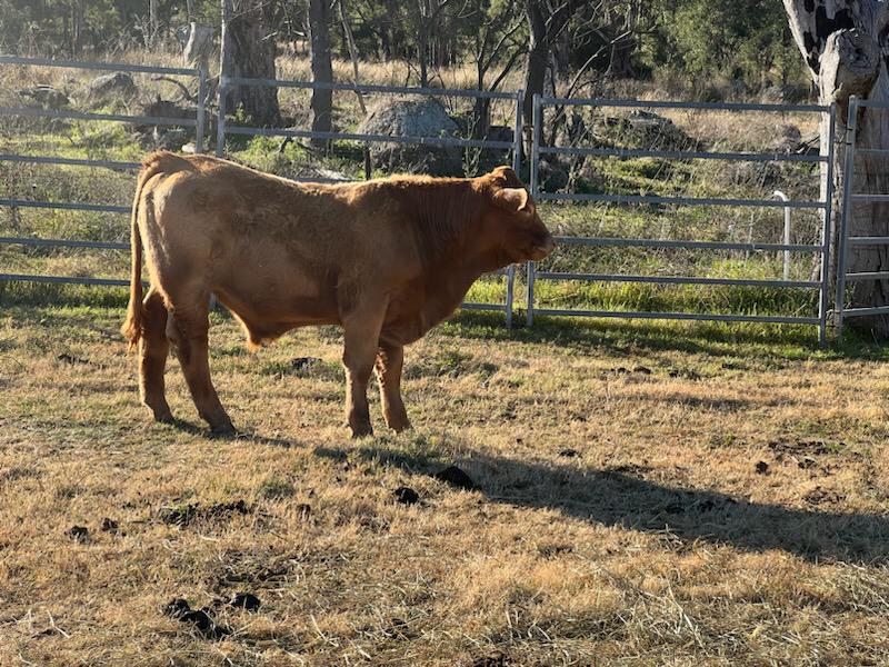 The Herd Online | TRLX TAMWORTH STORE CATTLE SALE