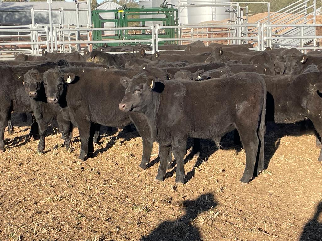 The Herd Online | TRLX TAMWORTH STORE CATTLE SALE