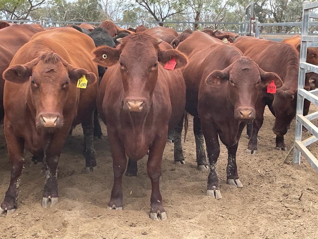 The Herd Online | TRLX TAMWORTH STORE CATTLE SALE