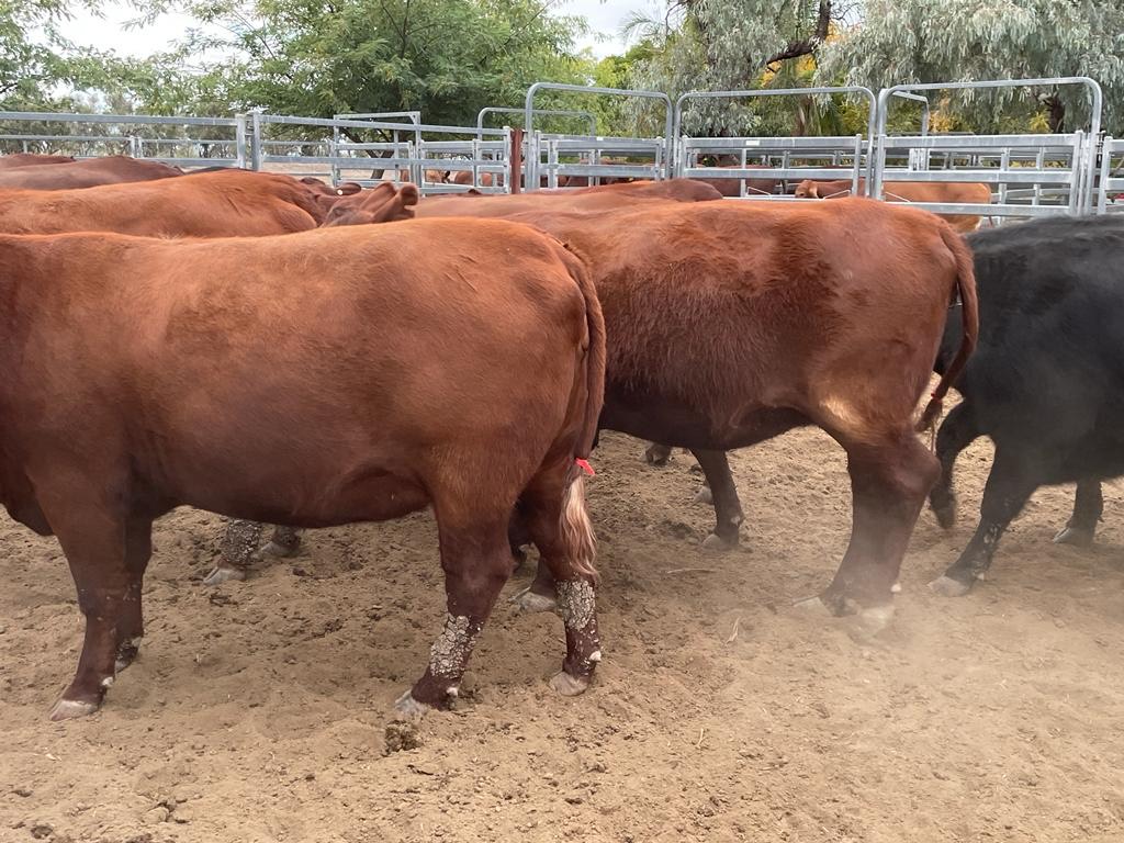 The Herd Online | TRLX TAMWORTH STORE CATTLE SALE