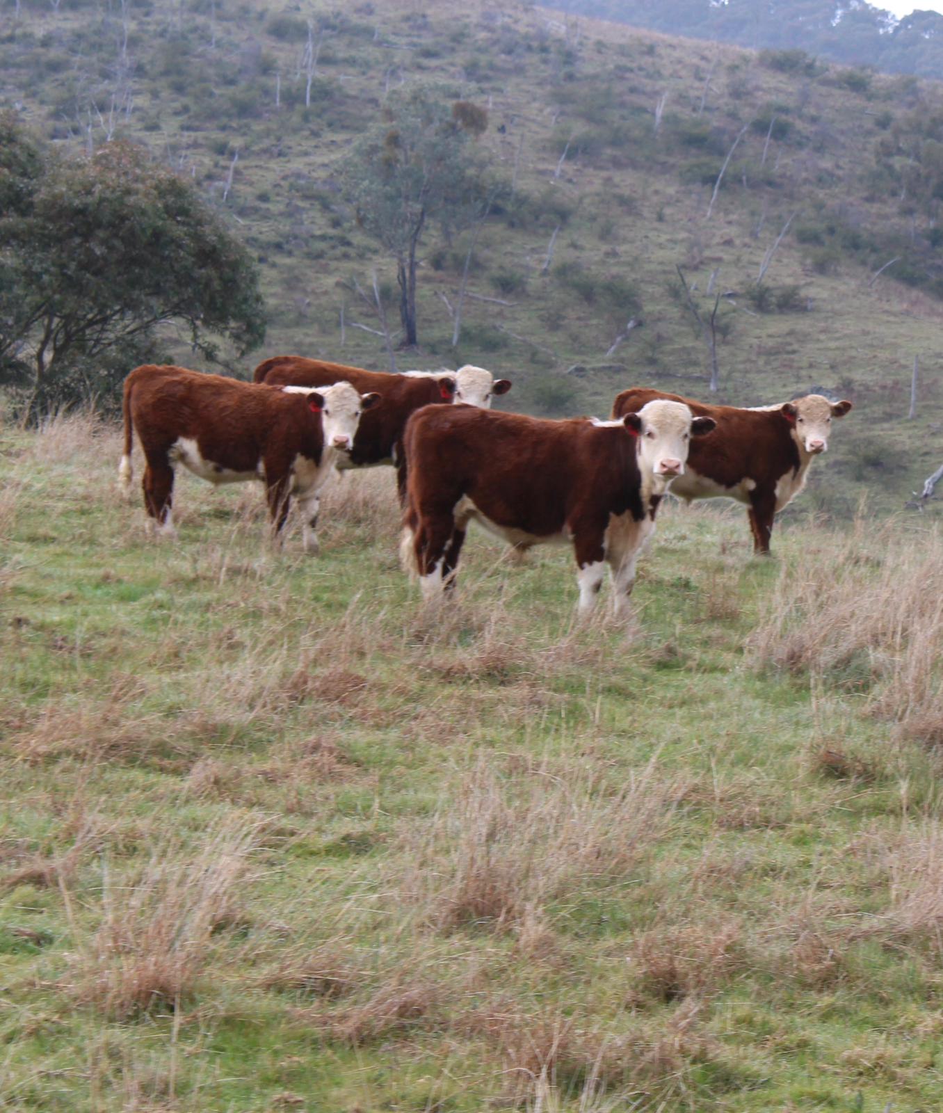 The Herd Online | ELDERS TUMUT ANNUAL EARLY SPRING STORE CATTLE SALE