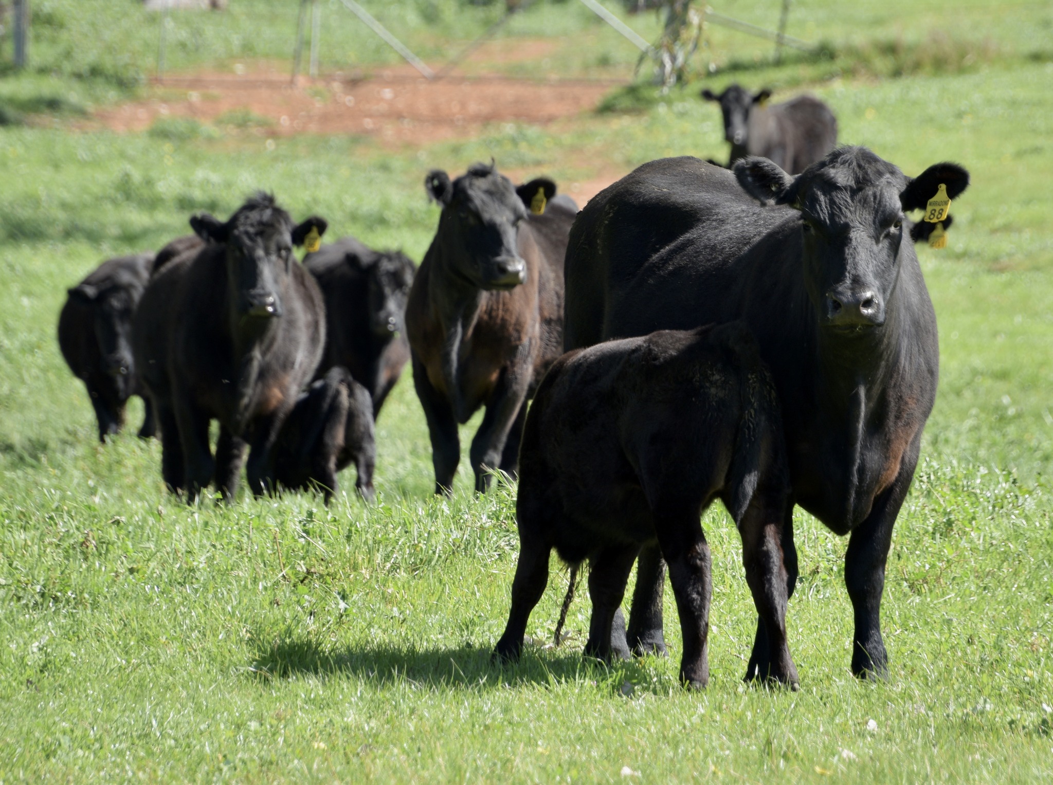 The Herd Online | WODONGA SPECIAL STORE CATTLE SALE