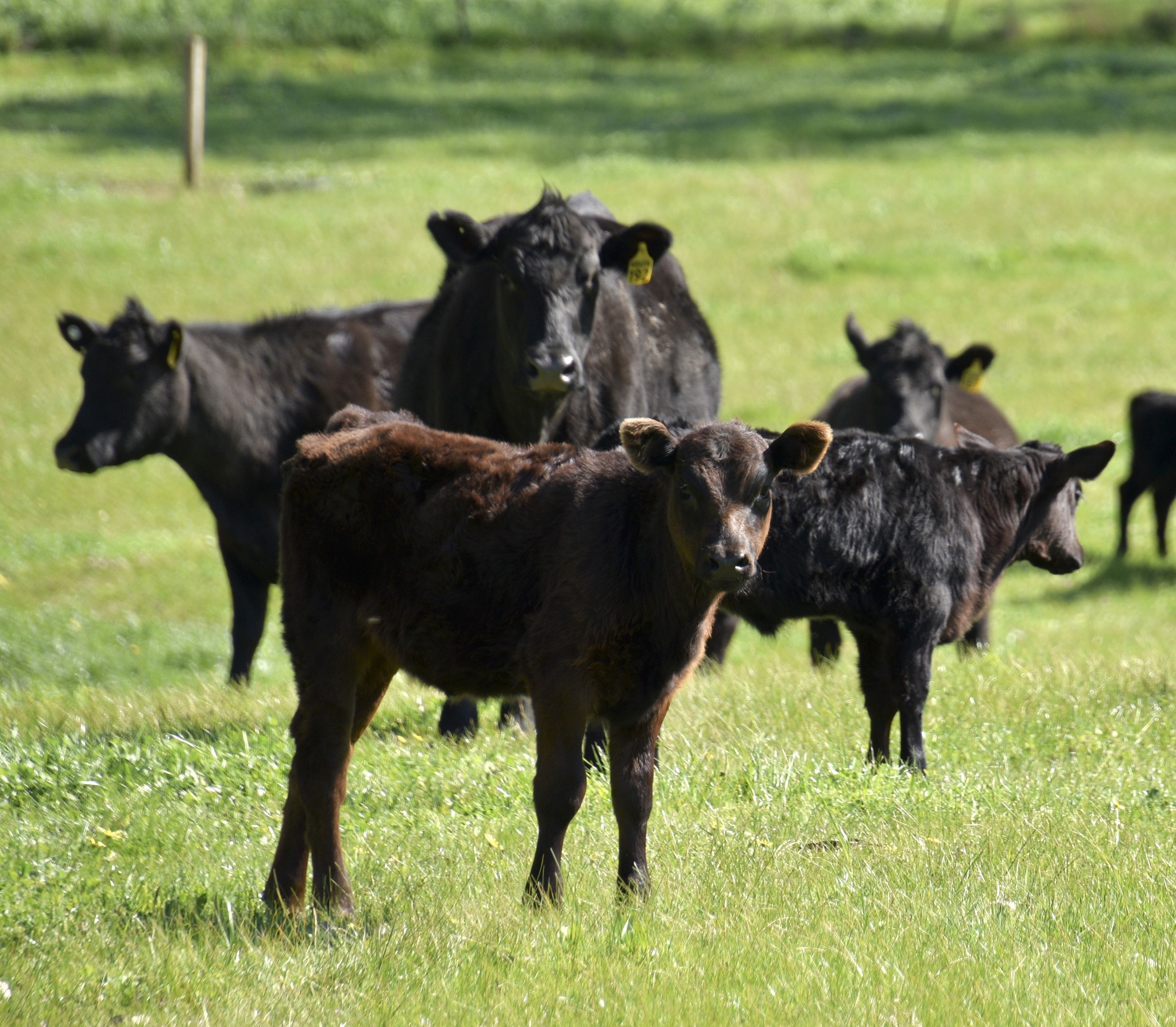The Herd Online | WODONGA SPECIAL STORE CATTLE SALE