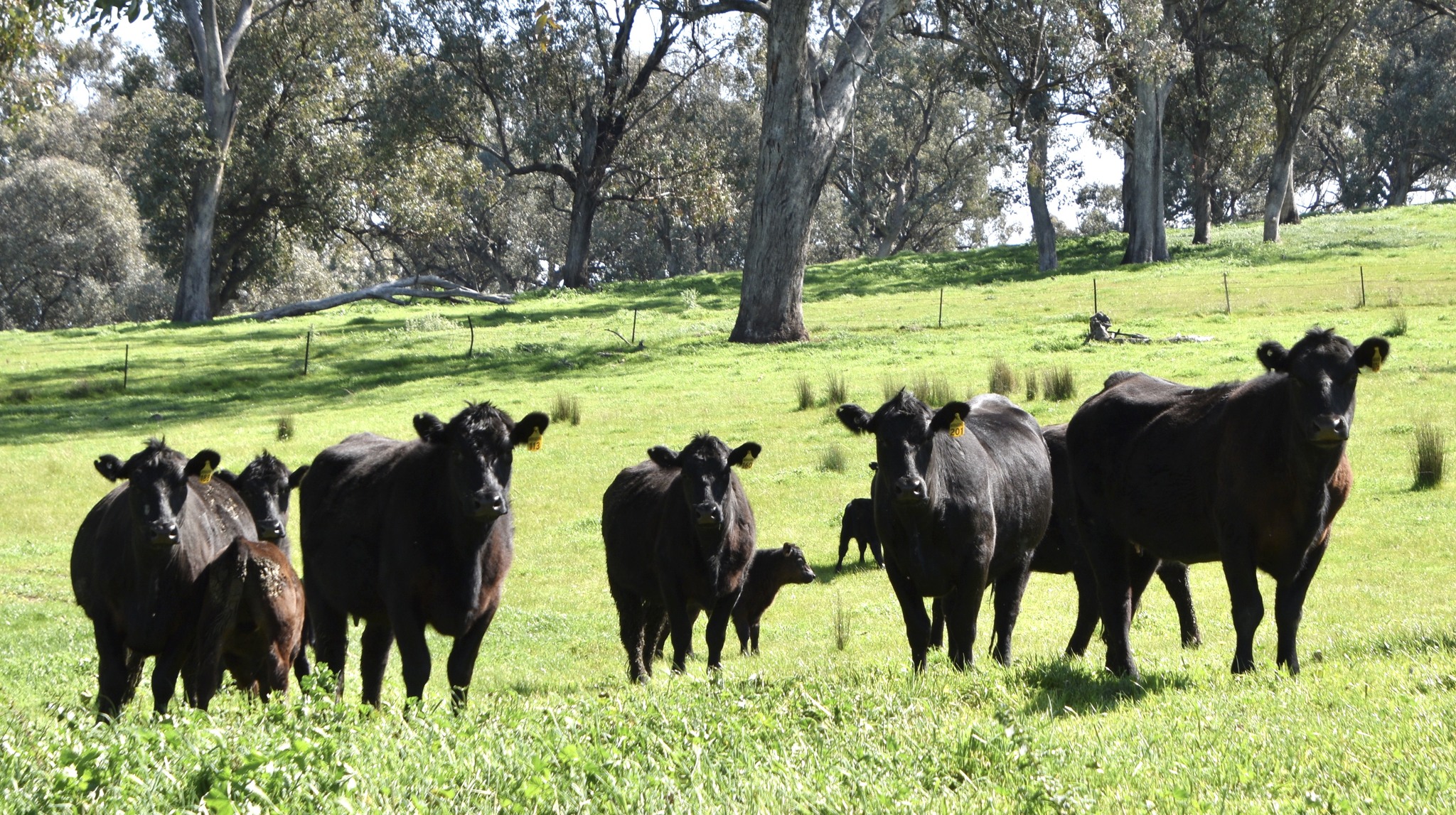 The Herd Online | WODONGA SPECIAL STORE CATTLE SALE
