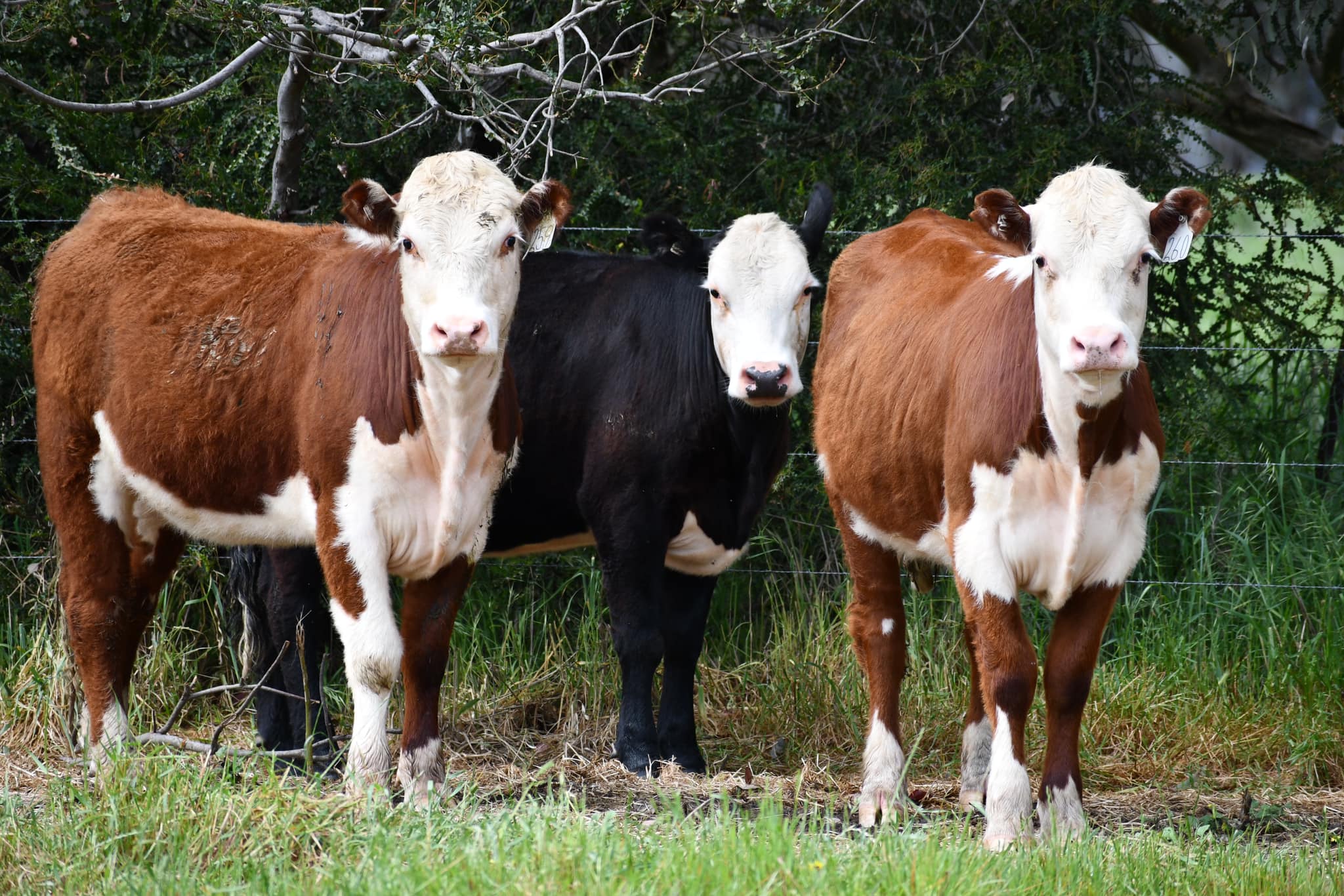 The Herd Online | WODONGA SPECIAL STORE CATTLE SALE