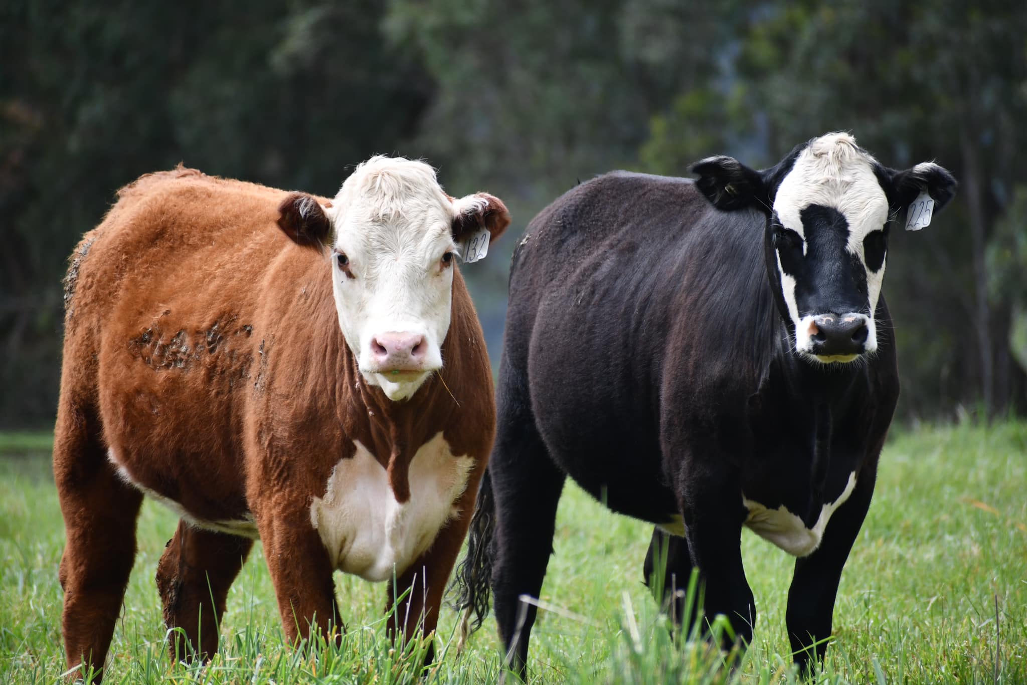 The Herd Online | WODONGA SPECIAL STORE CATTLE SALE