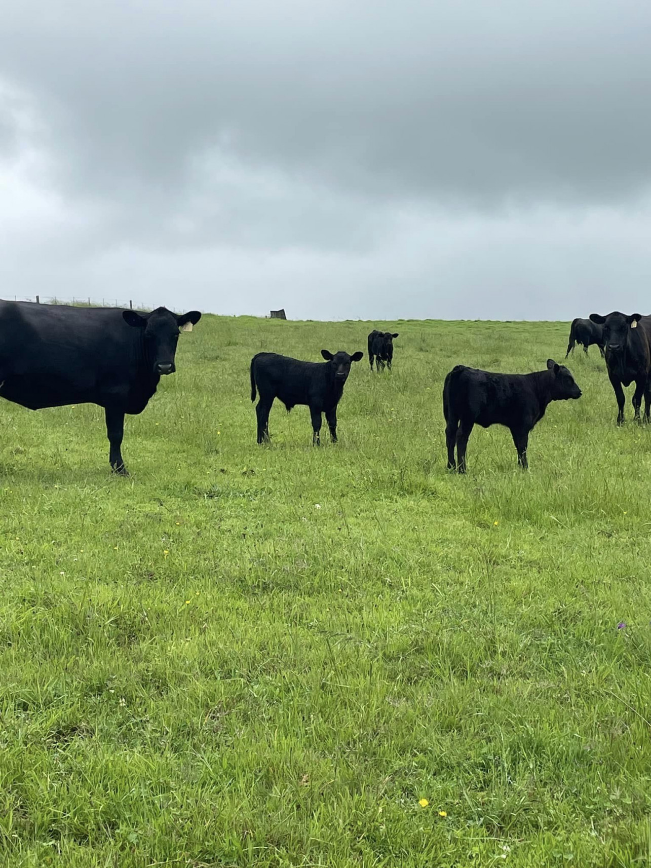 The Herd Online | BEGA STORE CATTLE SALE