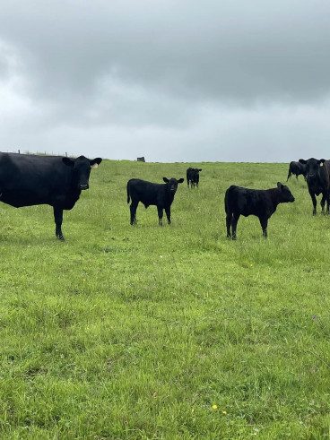 The Herd Online | BEGA STORE CATTLE SALE