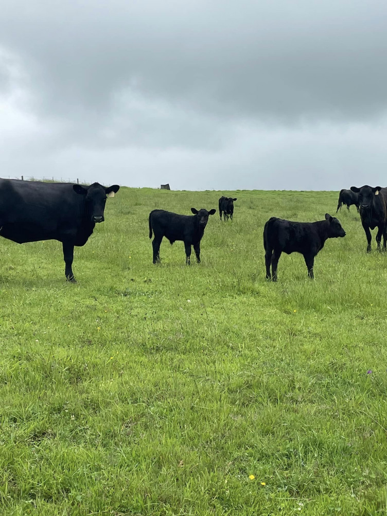 The Herd Online | BEGA STORE CATTLE SALE