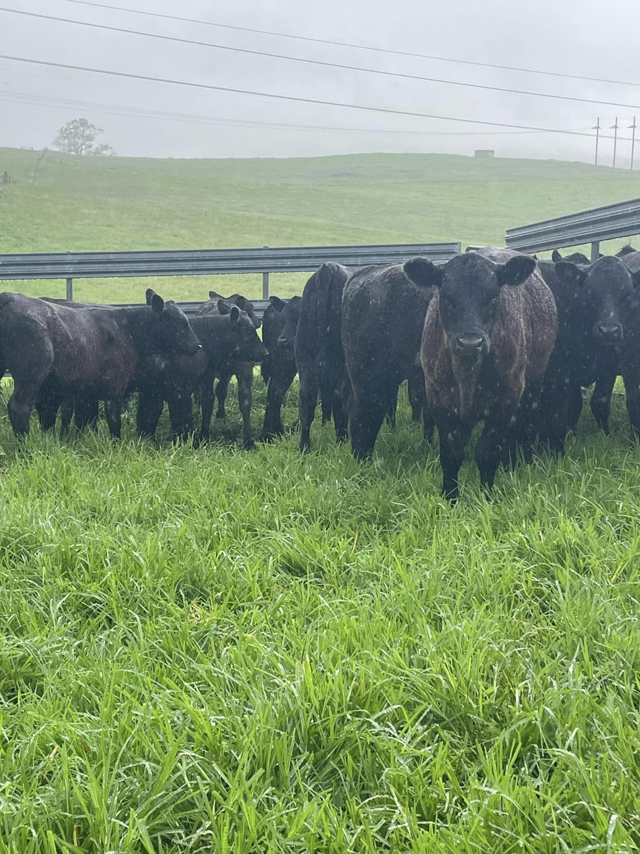 The Herd Online | BEGA STORE CATTLE SALE