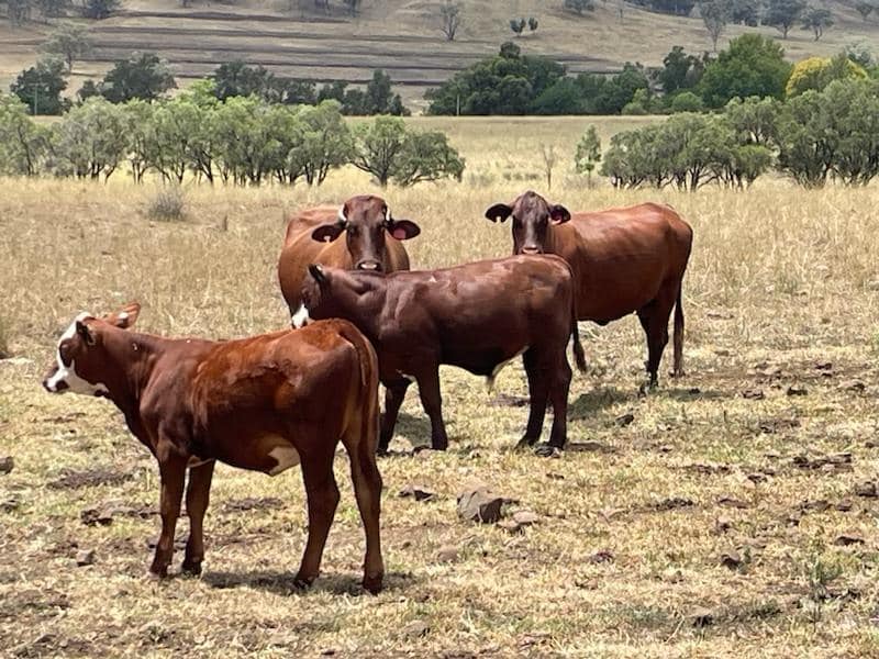The Herd Online | TAMWORTH FEATURE WEANER CATTLE SALE
