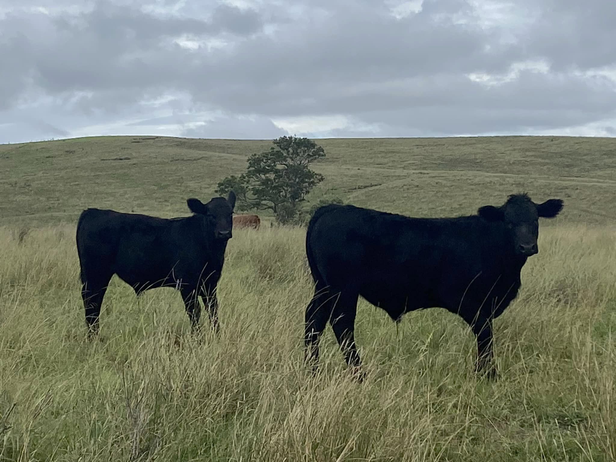 The Herd Online | SCONE REGIONAL LIVESTOCK SELLING CENTRE WEANER ...