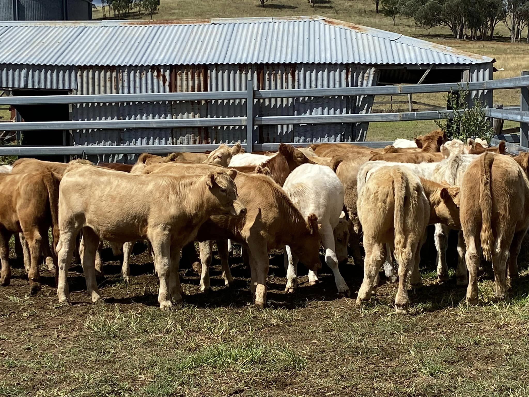 The Herd Online | SCONE REGIONAL LIVESTOCK SELLING CENTRE WEANER ...