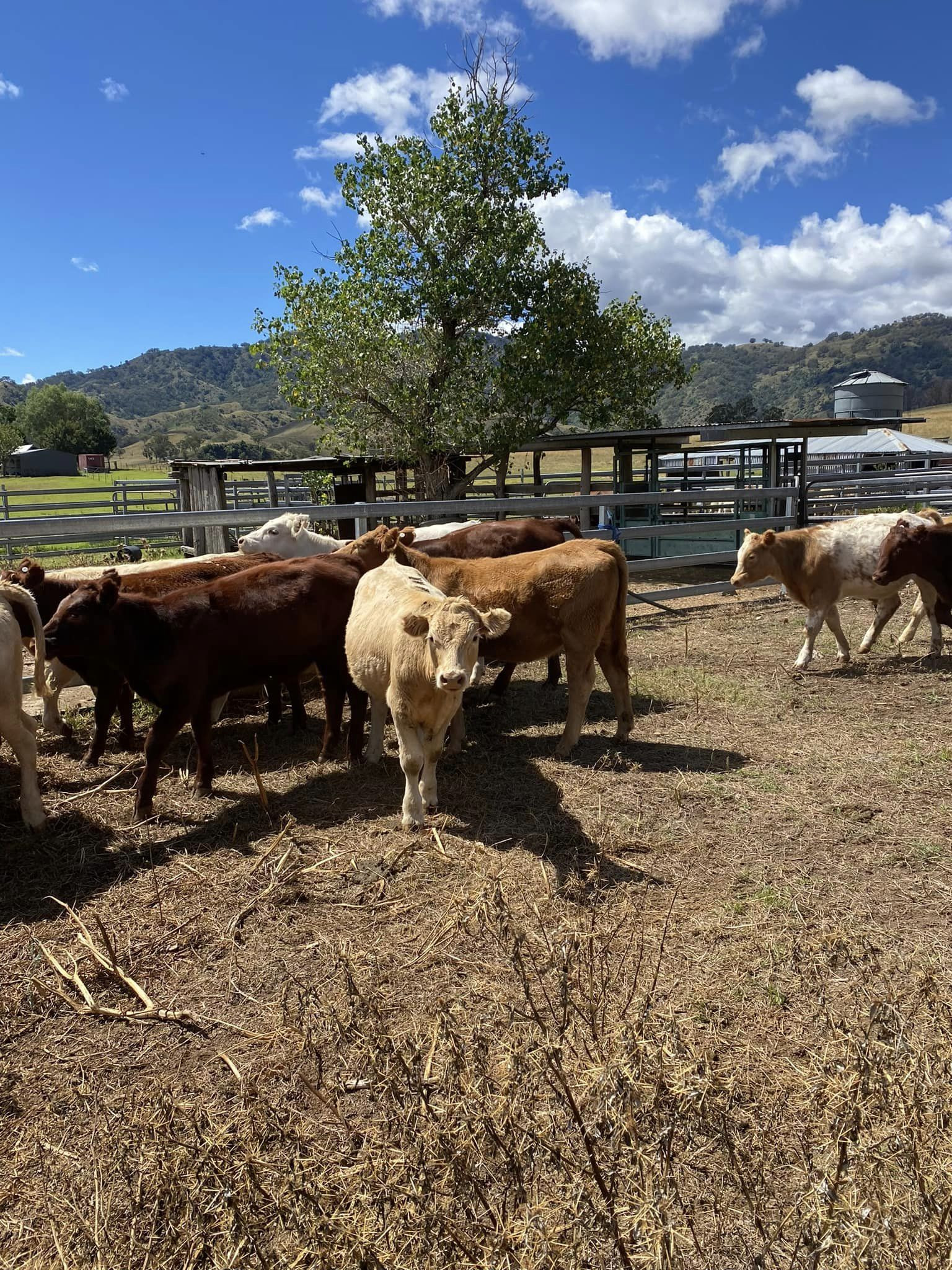 The Herd Online | SCONE REGIONAL LIVESTOCK SELLING CENTRE WEANER ...