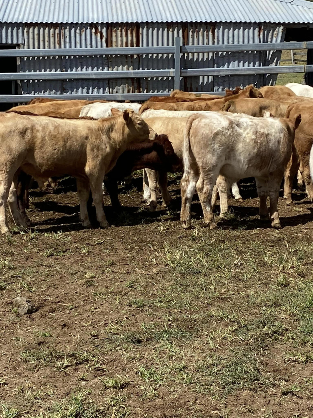 The Herd Online | SCONE REGIONAL LIVESTOCK SELLING CENTRE WEANER ...