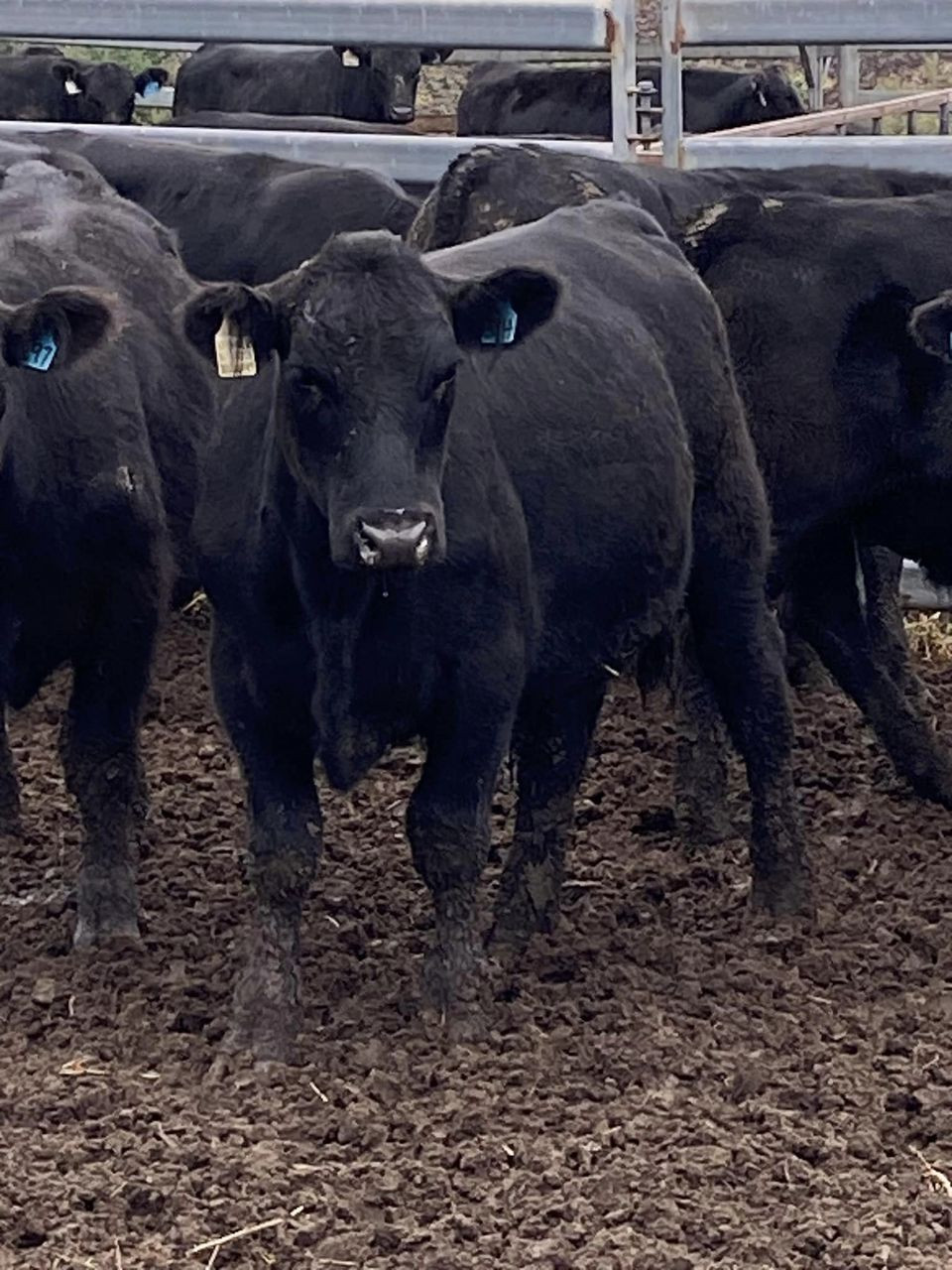 The Herd Online | SCONE REGIONAL LIVESTOCK SELLING CENTRE WEANER ...