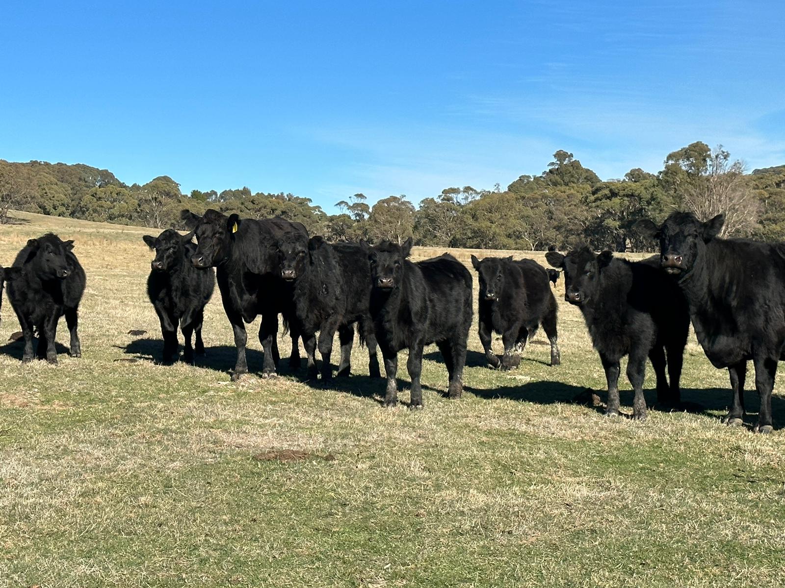 The Herd Online | ELDERS GUNDAGAI 83RD ANNUAL WEANER CATTLE SALE