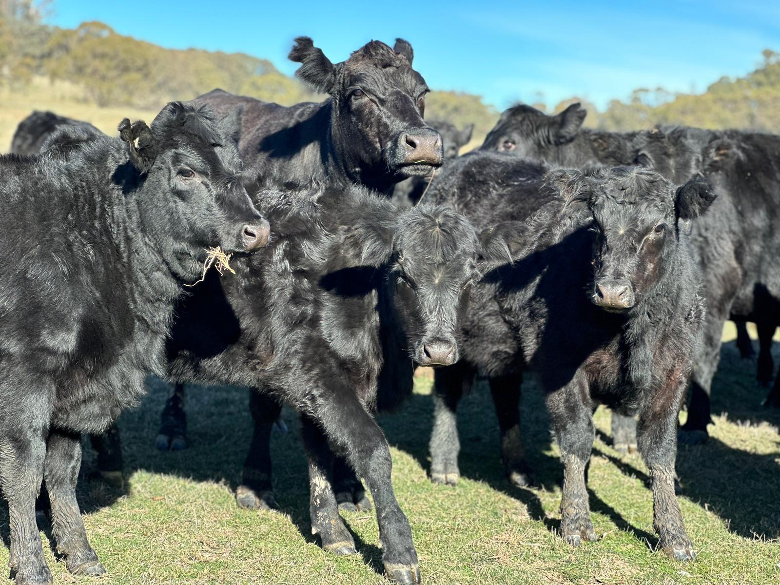 The Herd Online | ELDERS GUNDAGAI 83RD ANNUAL WEANER CATTLE SALE