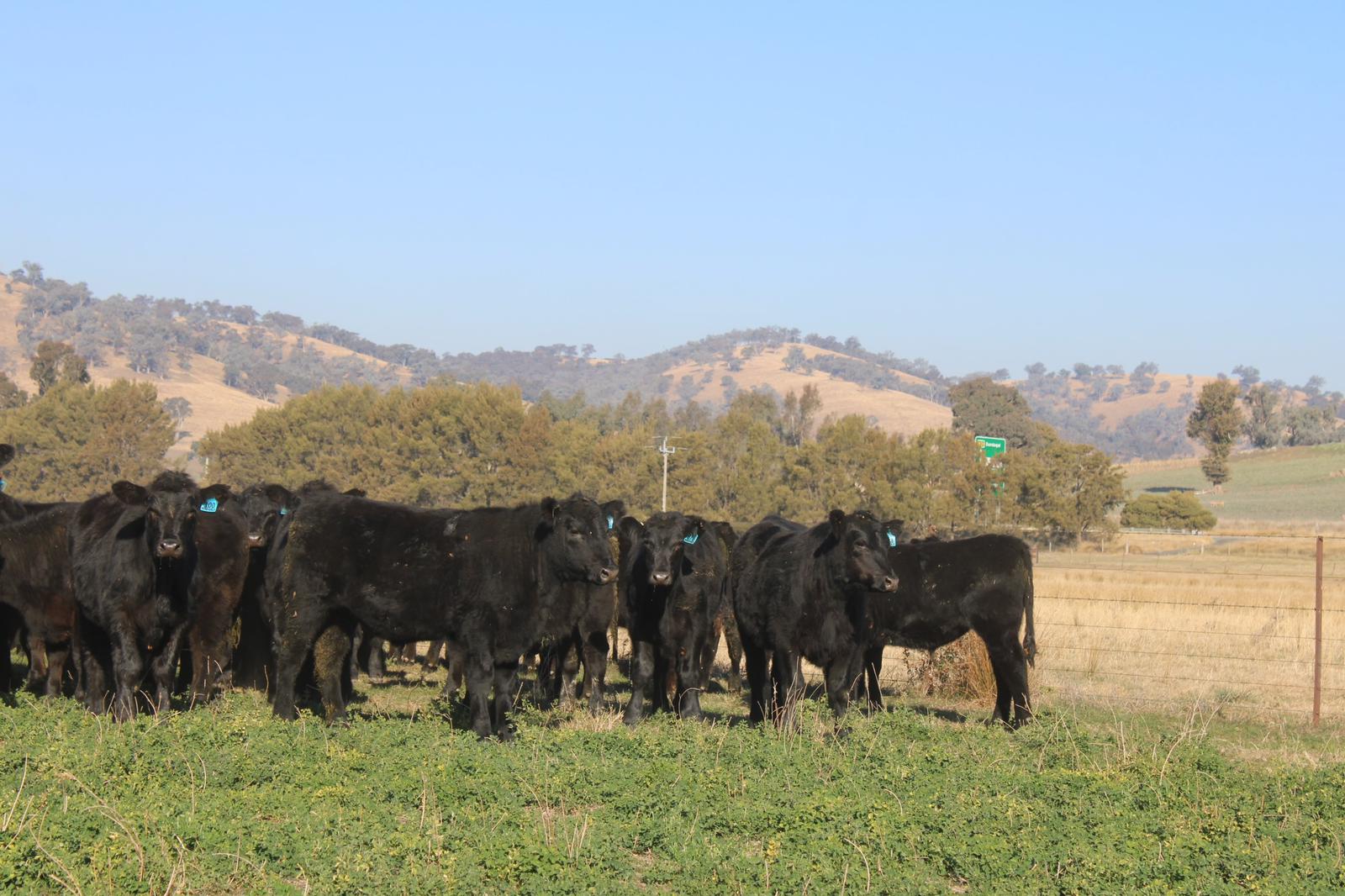 The Herd Online | ELDERS GUNDAGAI 83RD ANNUAL WEANER CATTLE SALE