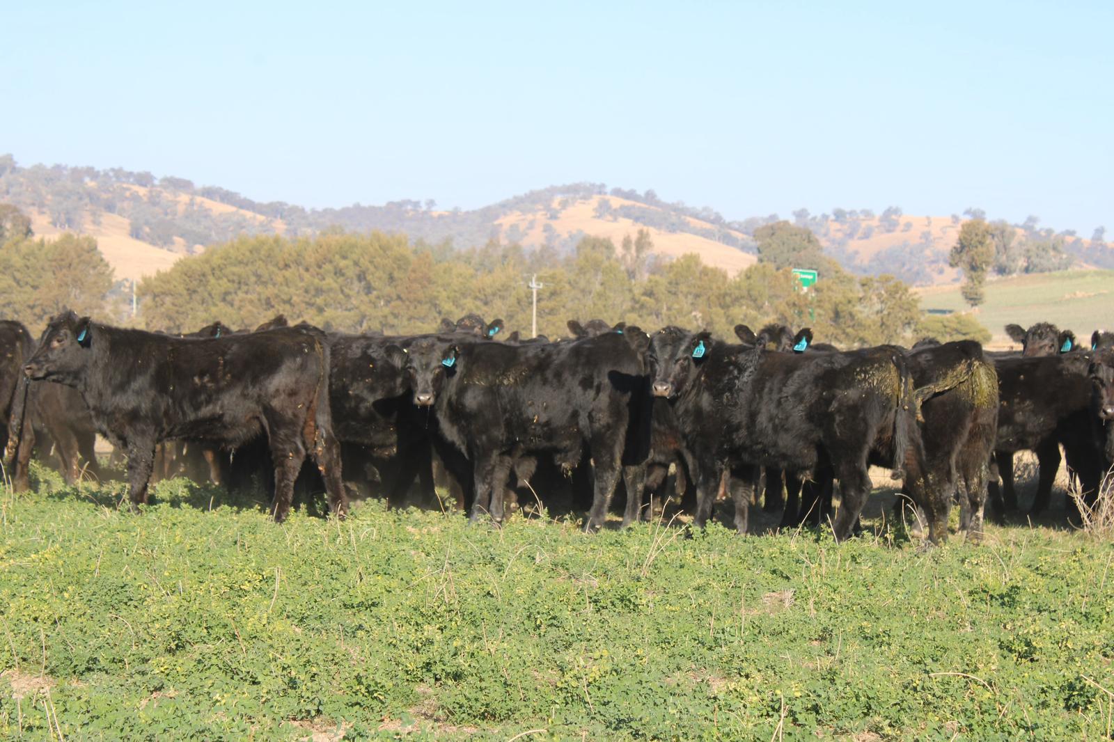 The Herd Online | ELDERS GUNDAGAI 83RD ANNUAL WEANER CATTLE SALE