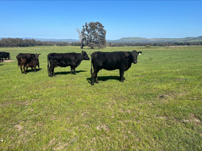 The Herd Online | MYRTLEFORD SPRING SPECIAL CATTLE SALE