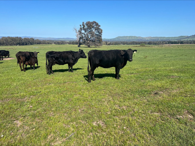 The Herd Online | MYRTLEFORD SPRING SPECIAL CATTLE SALE