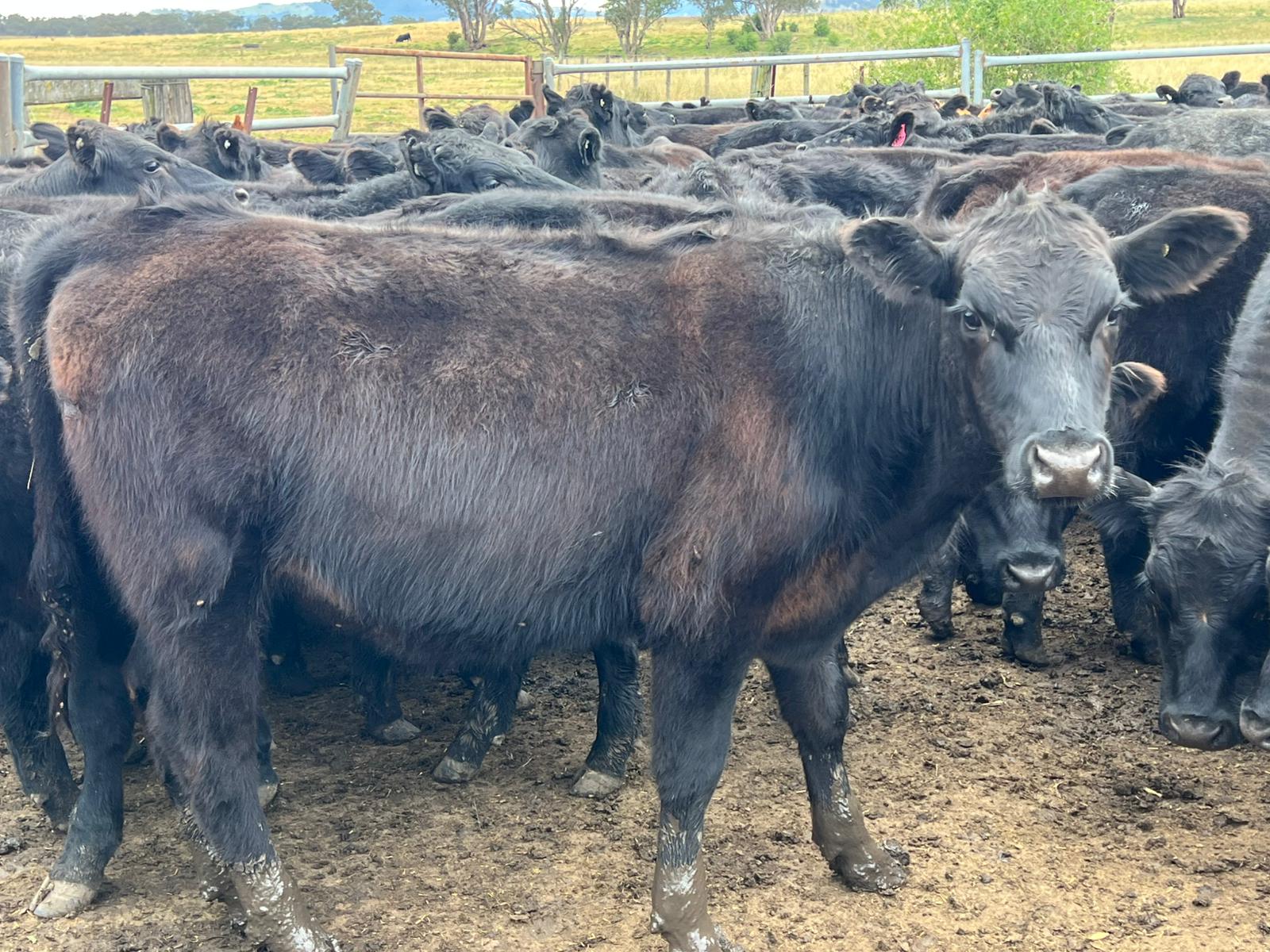 The Herd Online | TAMWORTH STORE CATTLE SALE