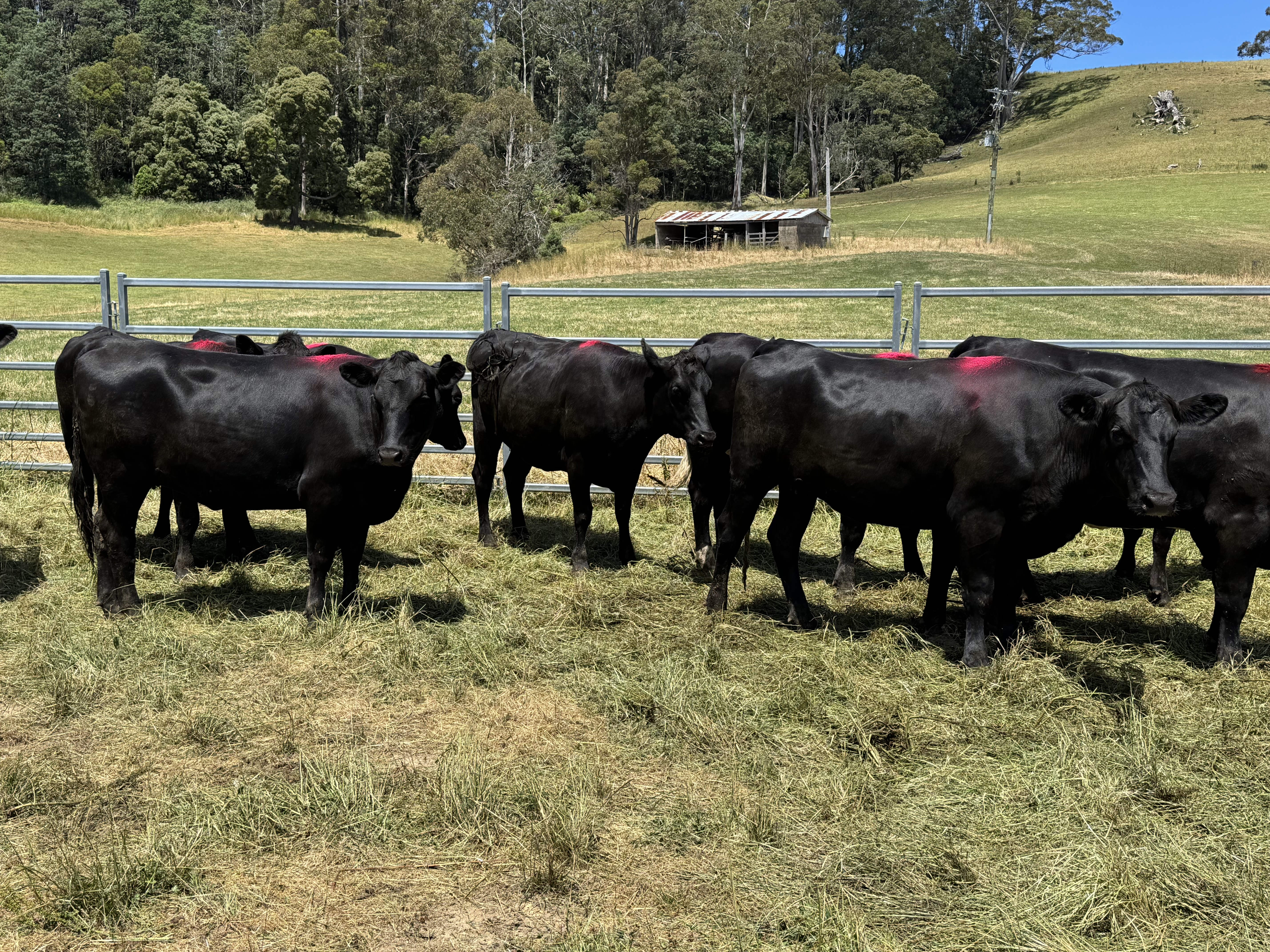 The Herd Online | AUCTIONSPLUS TASMANIA CATTLE SALE