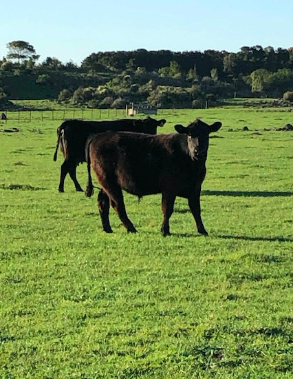 The Herd Online | COLAC STORE CATTLE SALE