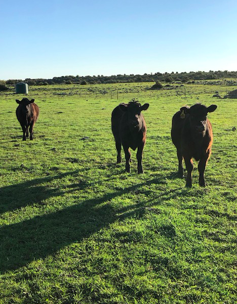 The Herd Online | COLAC STORE CATTLE SALE