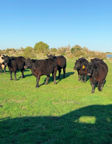 The Herd Online | COLAC STORE CATTLE SALE