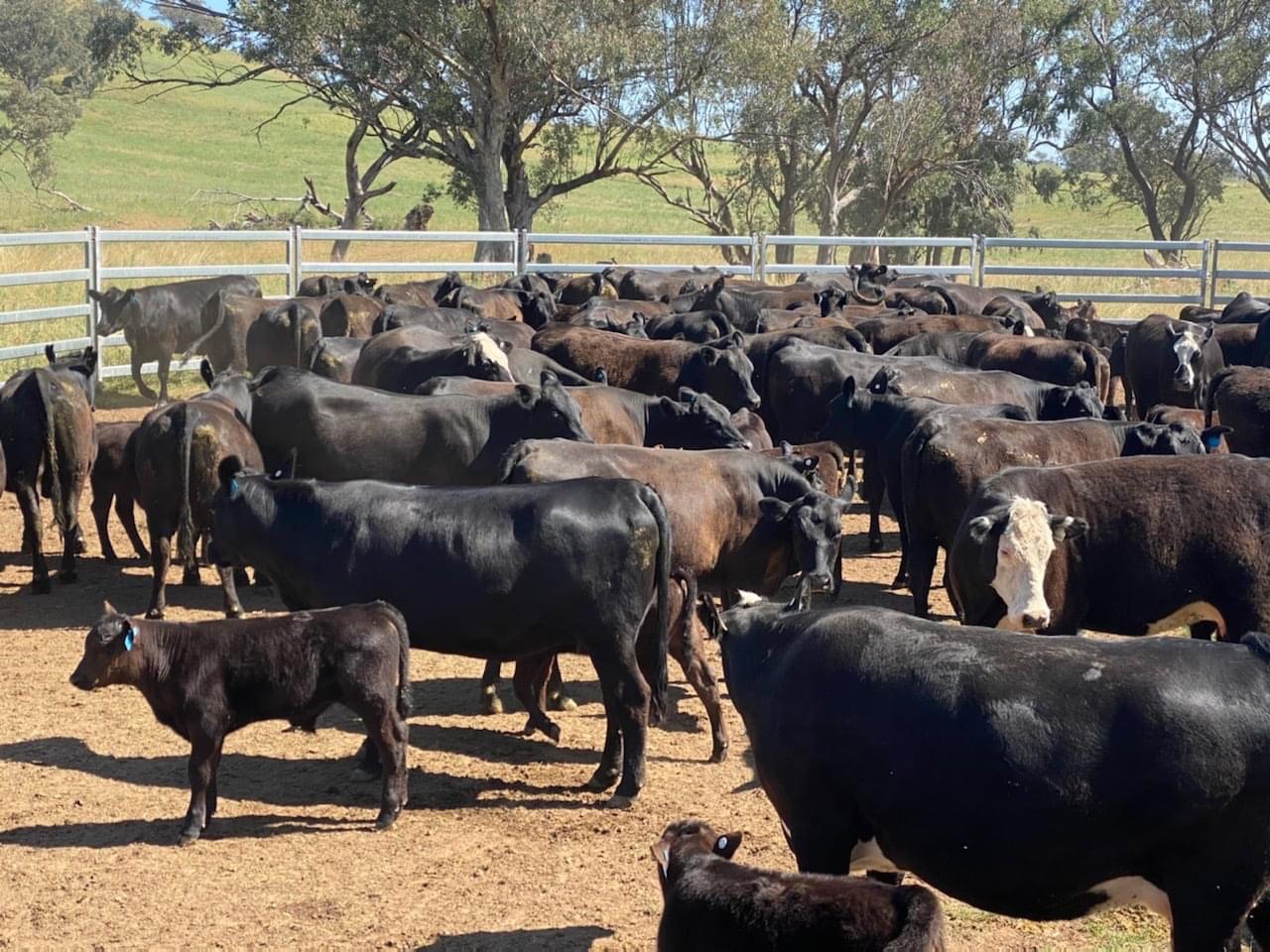 The Herd Online | TAMWORTH FEATURE BREEDER FEMALE & SPECIAL STORE ...