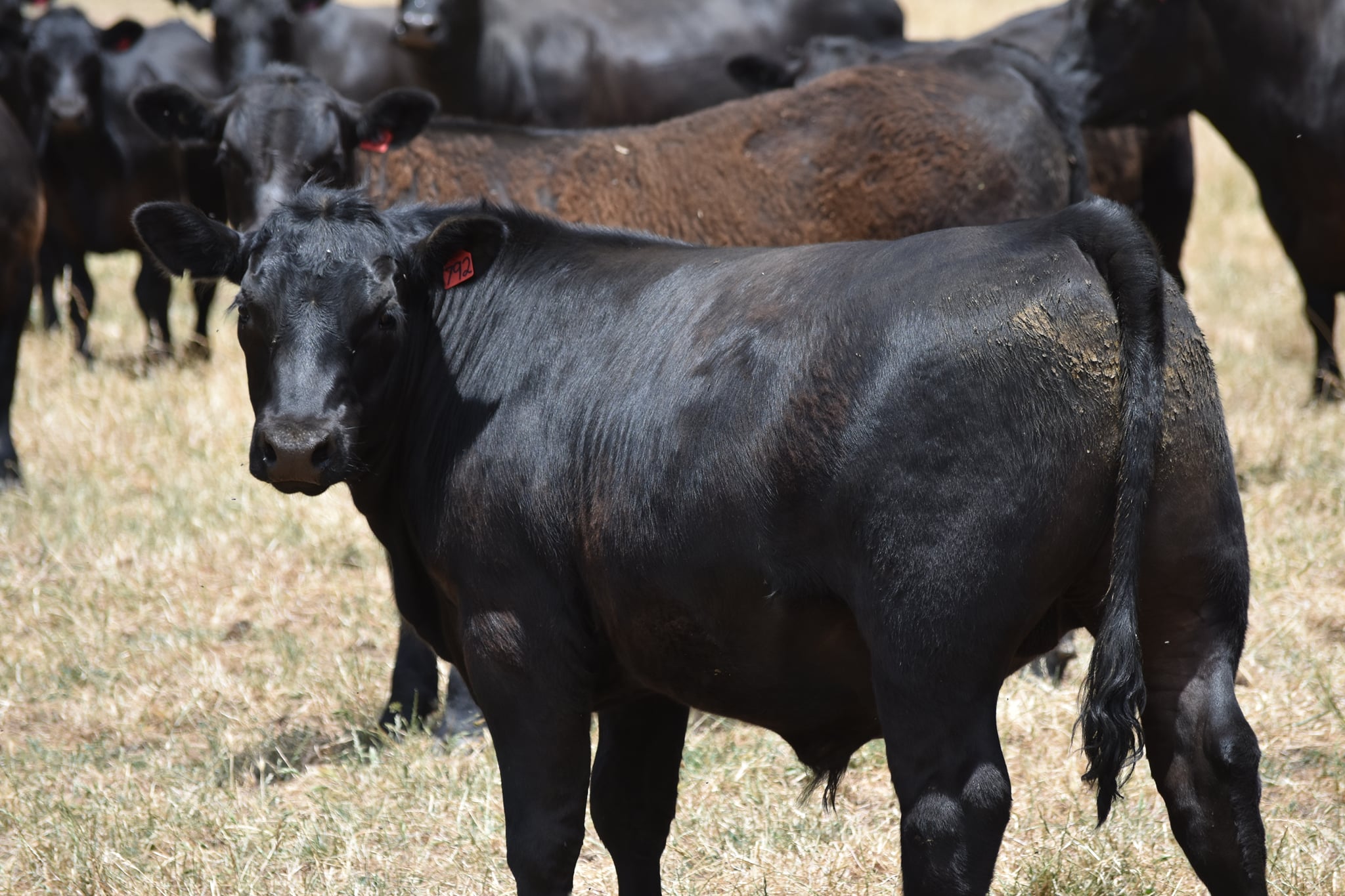 The Herd Online | WODONGA PREMIER SPECIAL CATTLE SALE - ANGUS GROWN WEANERS